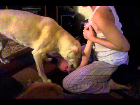 attack of the killer kissing dog!.3gp