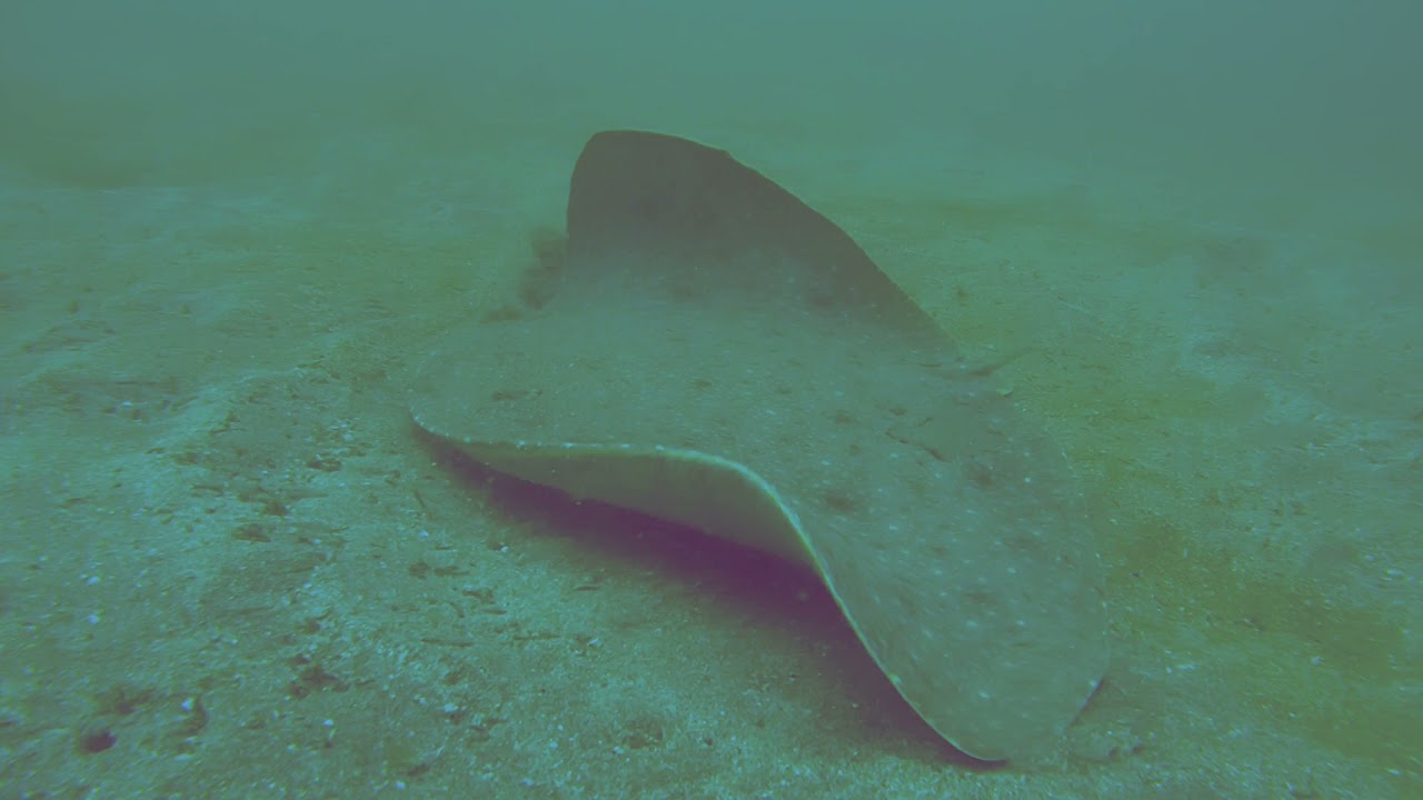 butterfly ray, electric ray, lobster, longtail stingray - YouTube