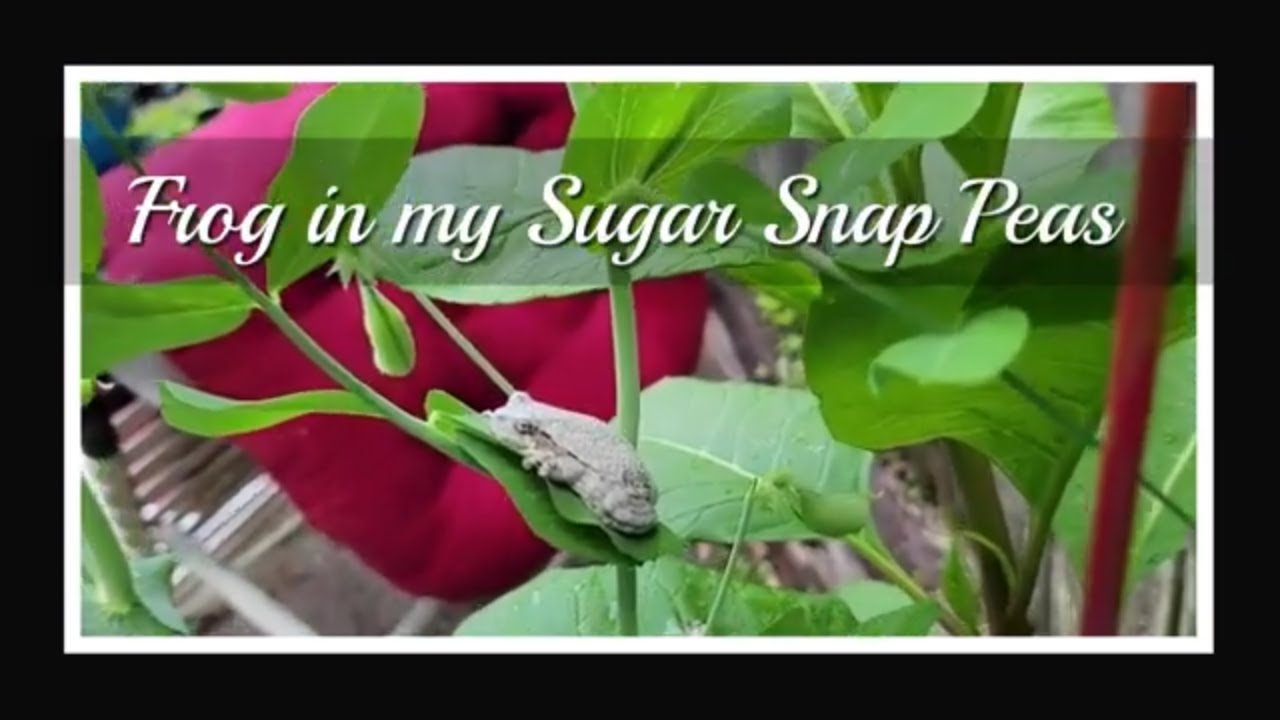 Frog in my Sugar Snap Pea Plant - YouTube