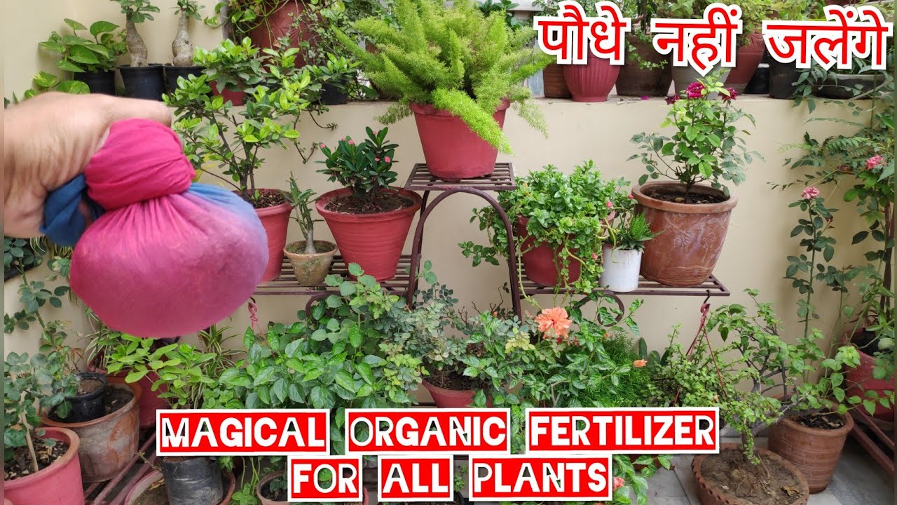 Best magical organic fertilizer for all plants (english subtitle ...