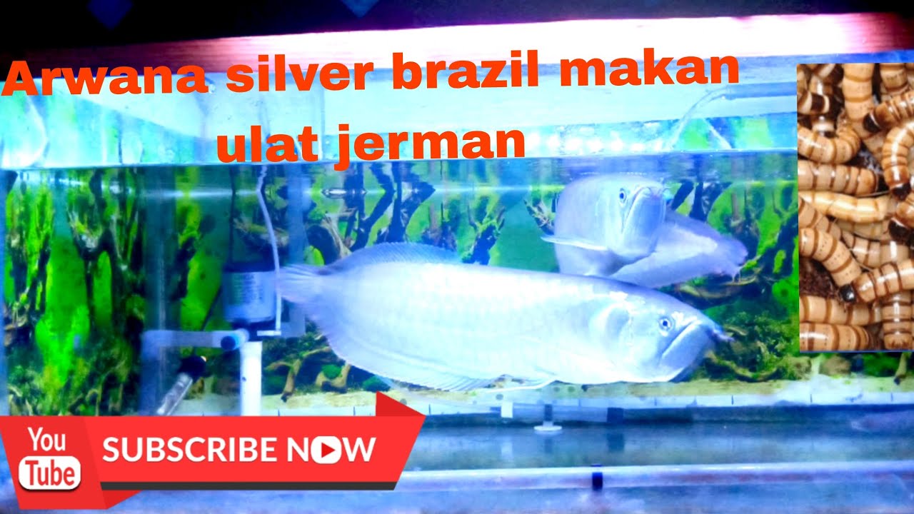 Arwana silver brazil makan ulat jerman - YouTube