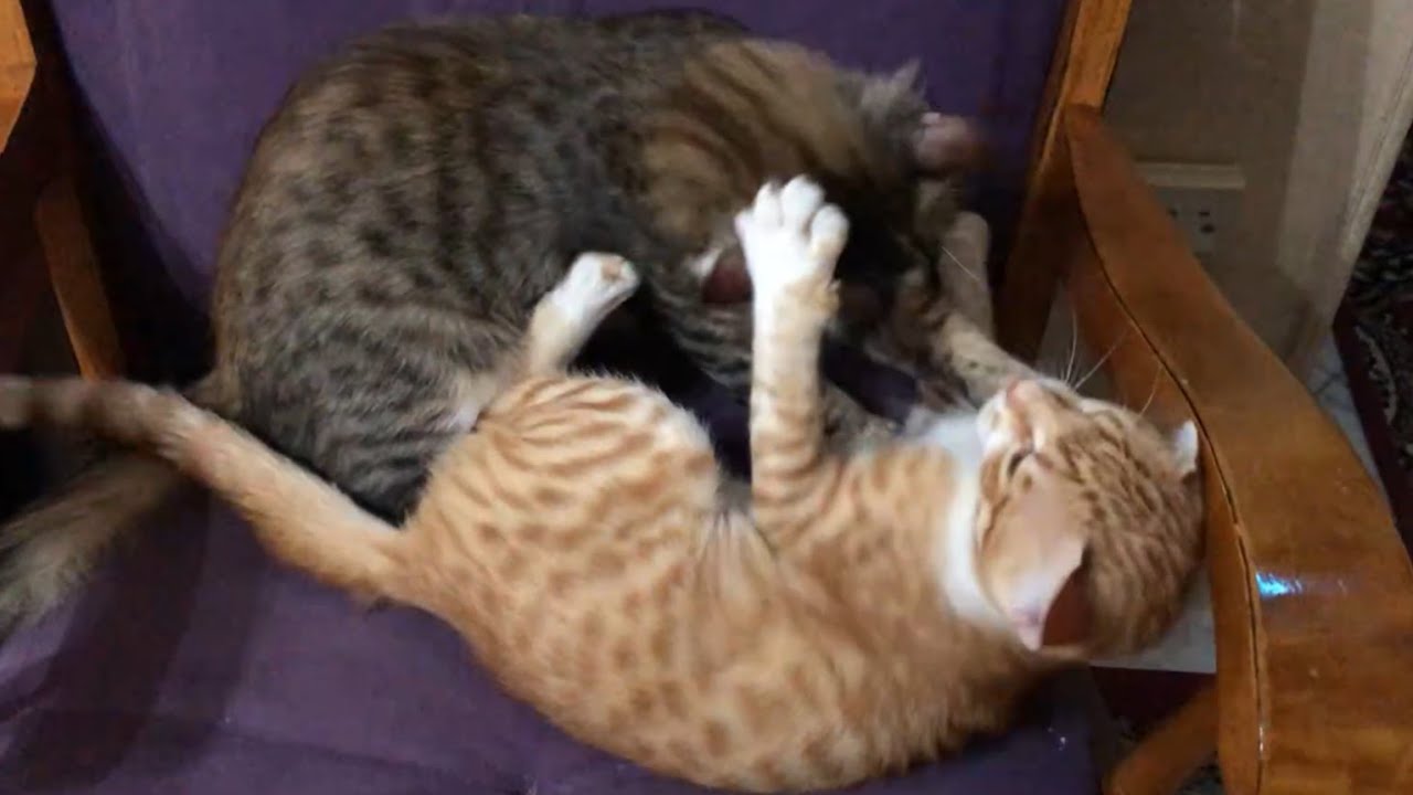 Perfectly Normal Orange Cat Behavior... (part 2) - YouTube