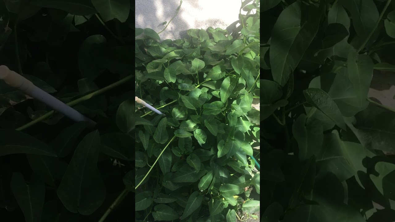 KANGKONG | WATER SPINACH | TANGKONG backyard update #Shorts - YouTube