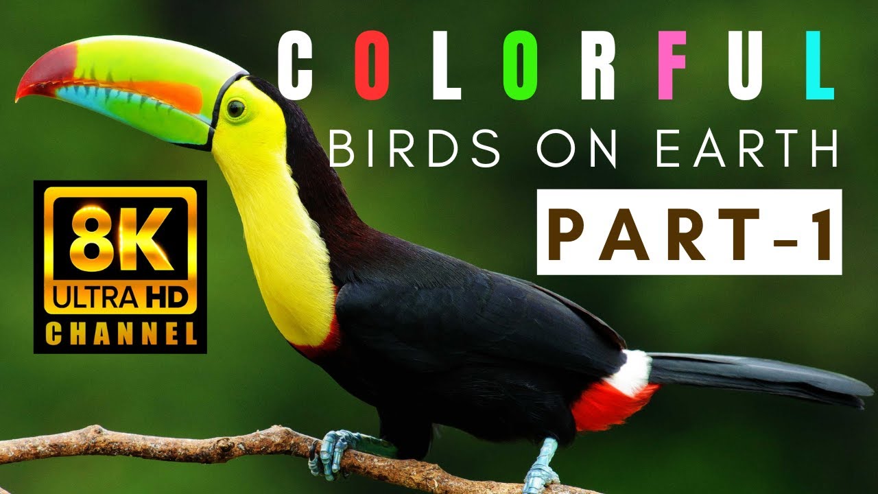 Colorful Birds Ultra HD | Birds Names & Collection - Part 1 | Beautiful ...