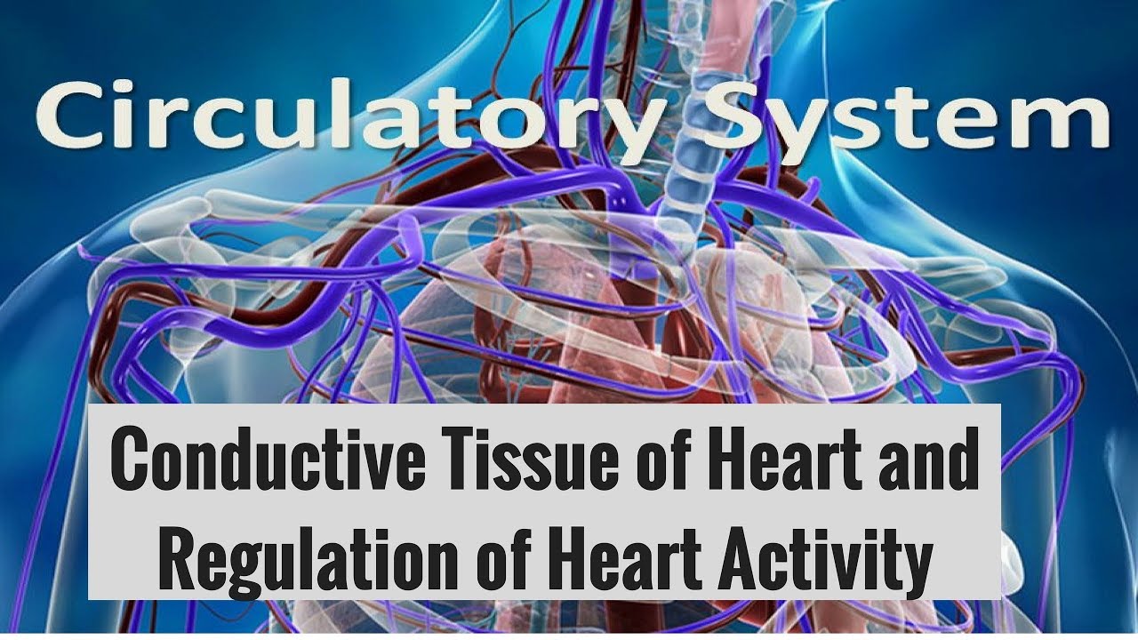 Human Circulatory System-Conductive Tissue of Heart and Regulation of ...