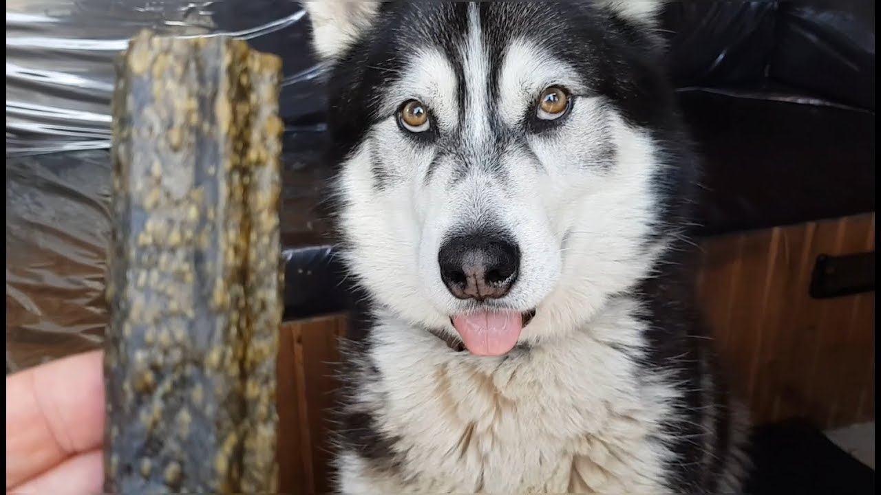 Dog makes the CUTEST derpy face | MUST SEE - YouTube