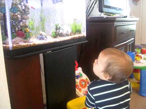 Talking to Fish - YouTube