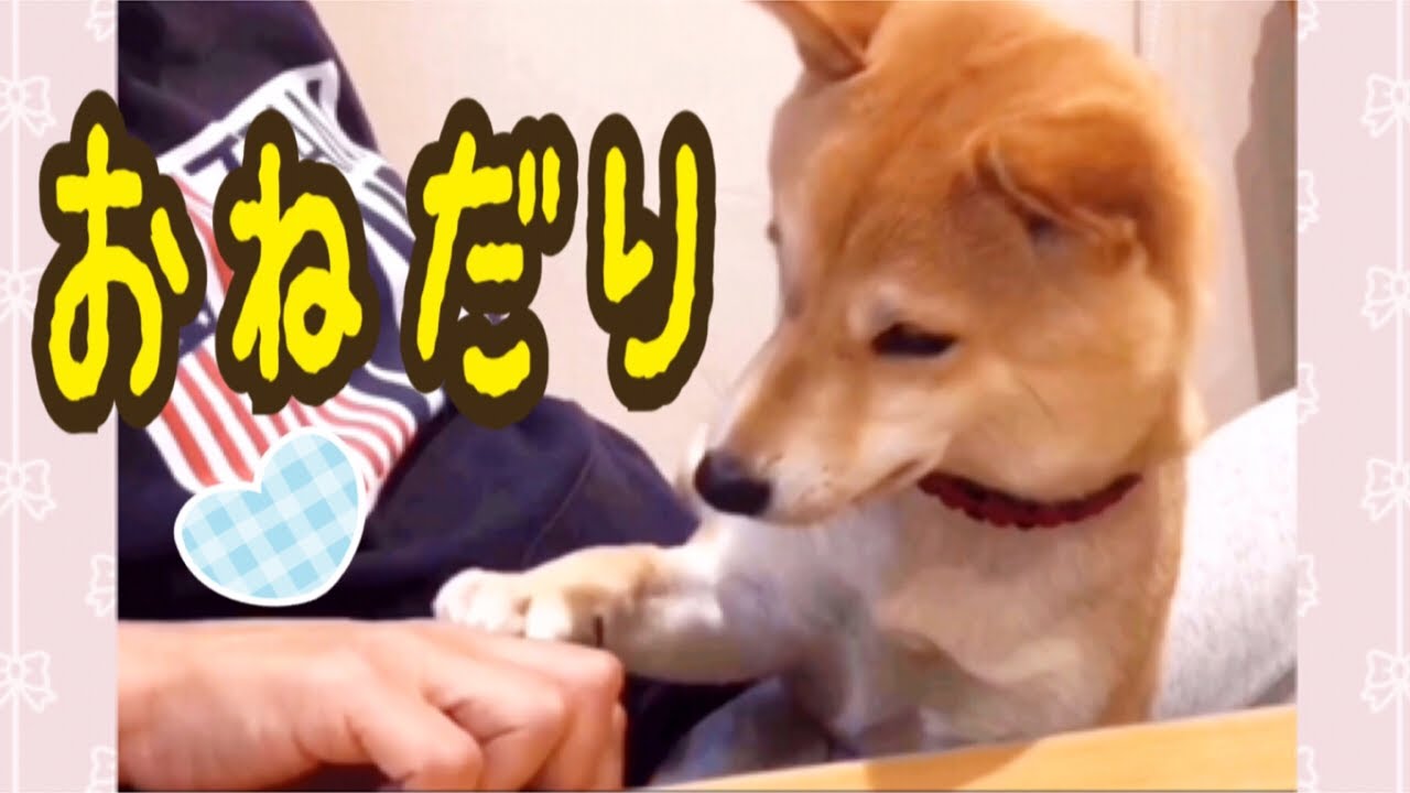 【柴犬 もみさん】おねだり上手な犬 💕 Dog begging well Shibainu Momisan - YouTube