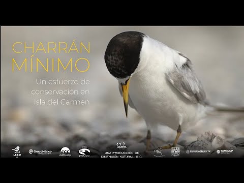 El Charrán Mínimo, ave migratoria que requiere protección especial ...