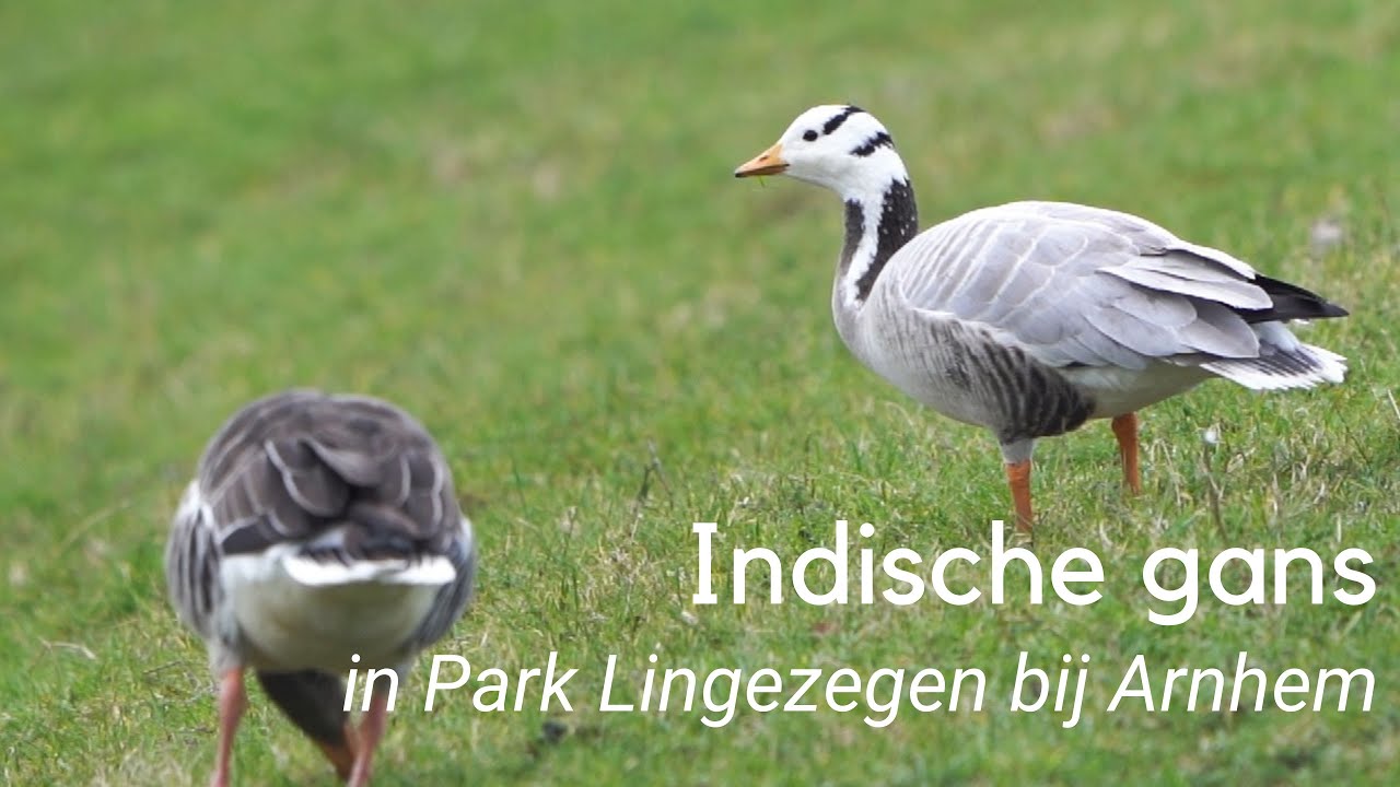 Een Indische gans bij Arnhem #1187 - YouTube