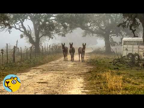 Donkey Missing for 40 Days Comes Back With a Surprise