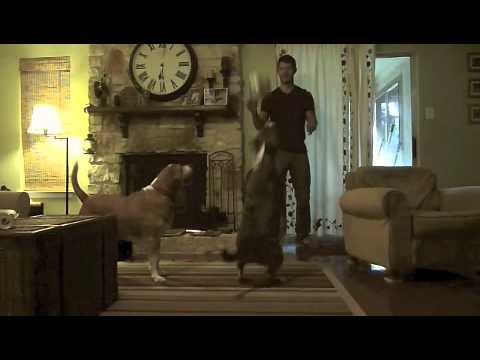 Dog Bounce.m4v - YouTube