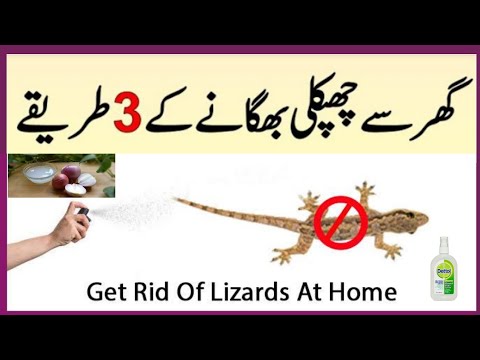 How To Get Rid Of Lizards At Home | chipkali bhagane ka tarika | # ...