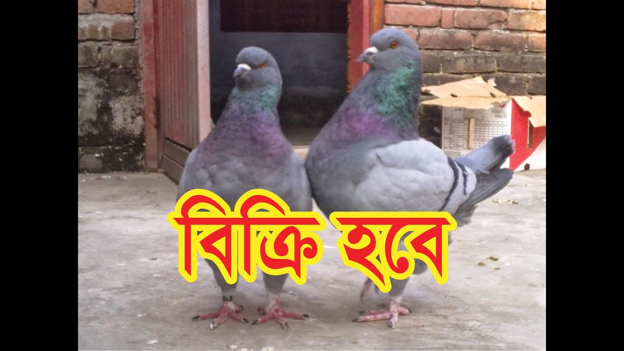 Show King Pigeon Price II শো কিং কবুতরের দাম II King Kobutor II KOBUTOR ...