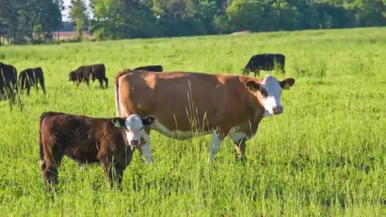 Pasture Raised, Grassfed Beef at White Oak Pastures - YouTube