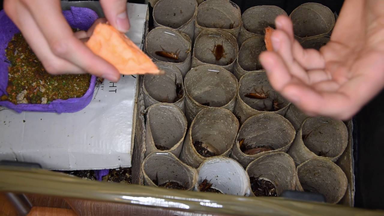 New cockroach colonies - YouTube