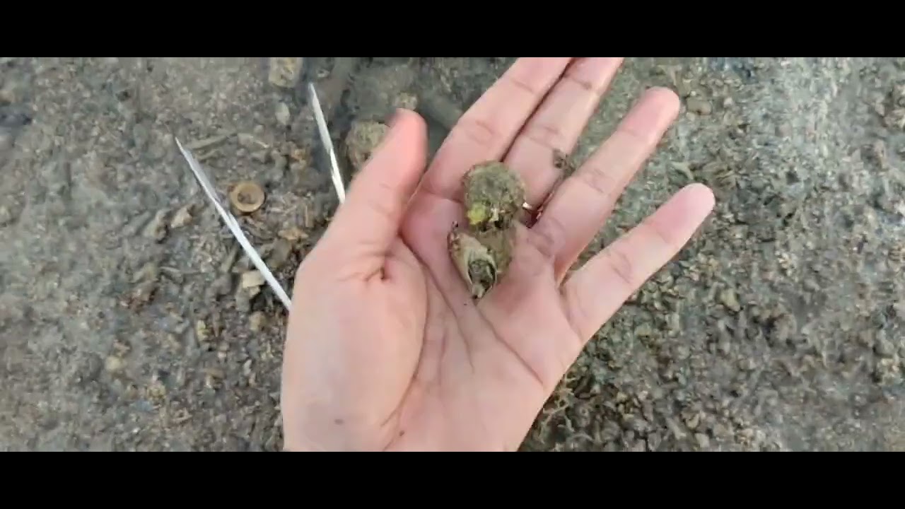 NANGUHA KAMI NG SHELL SA WHITE SAND | ANG DAMI NAMENG NAKUHA NA LAMANG ...