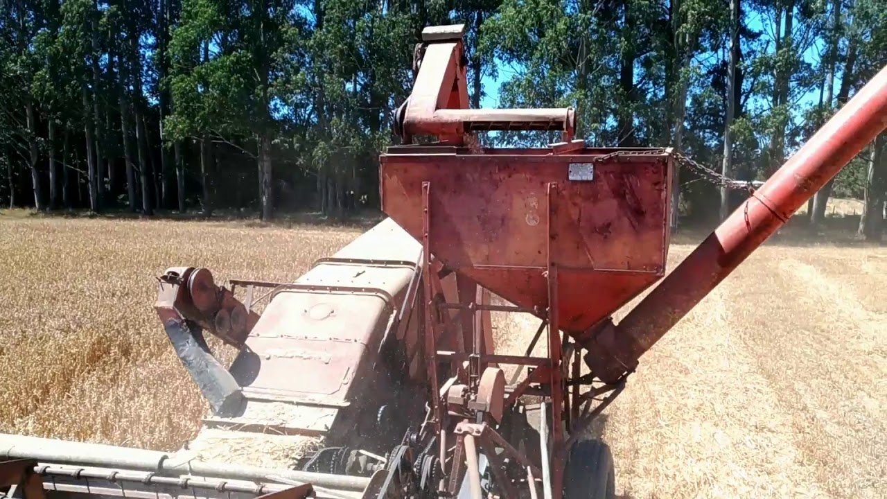Harvesting Oats Case 77 Combine - David Brown 990 - YouTube