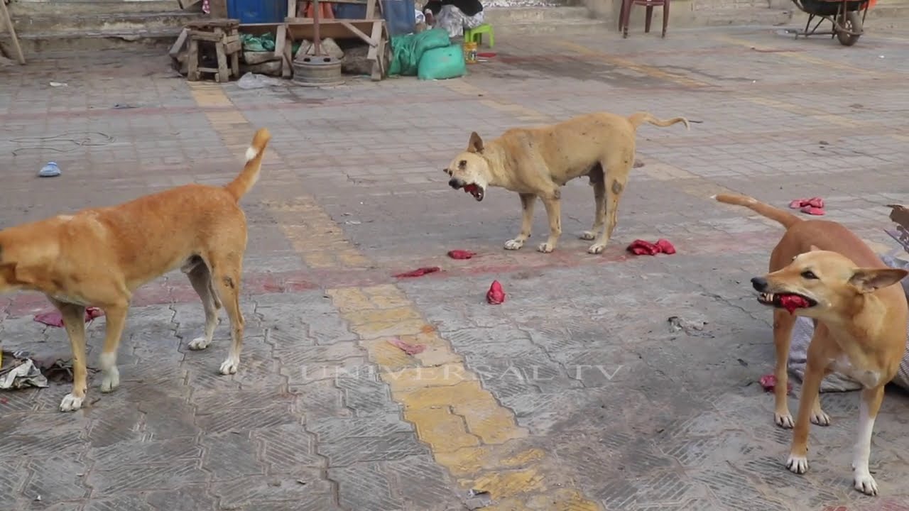 Warbixin Quudinta Bisadaha (Mukulaal) - YouTube