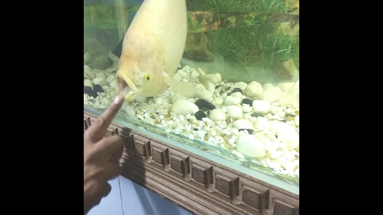 Smartest Fish Ever | Funny Aquarium Moment - YouTube