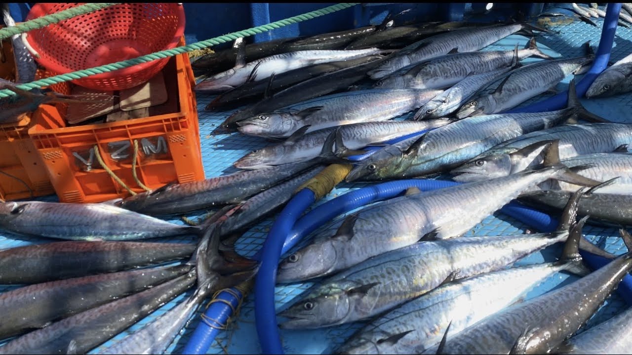 Group Of Kingfish in Trawl Fishing (Kanyakumari Christy Boat Fishing ...