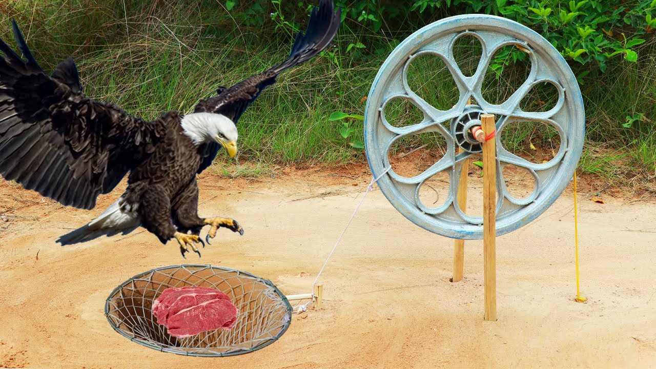 Amazing Quick Bird Eagle Trap Using Deep Hole And Motor Wheel .Easy ...
