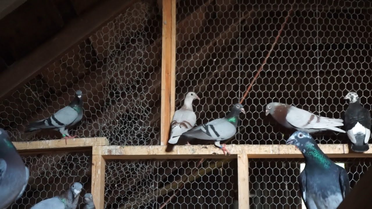 My Racing Homing Pigeons Are At It Again! - YouTube
