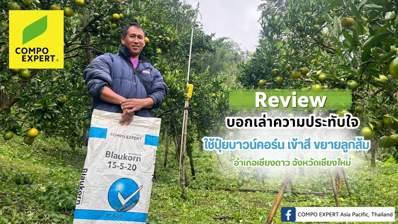 บาวน์คอร์น 15-5-20 ช่วยขยายผลส้ม เข้าสี ก่อนเก็บเกี่ยว - COMPO EXPERT ...