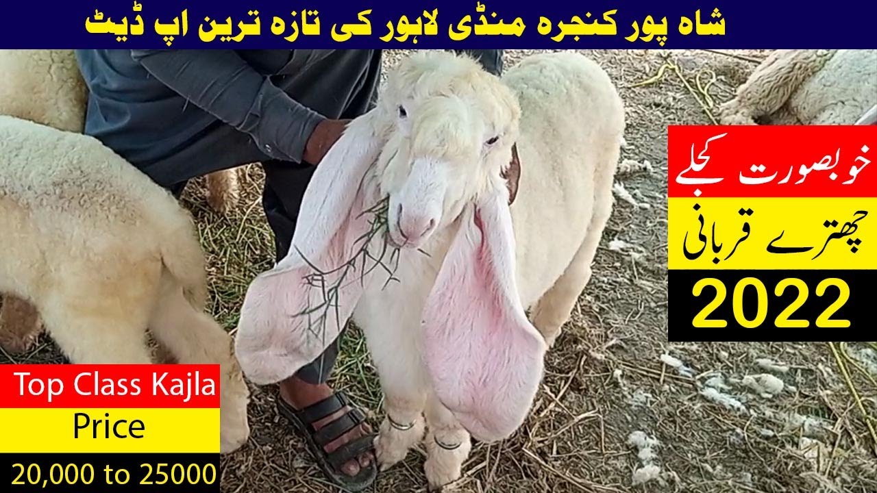 Pure Kajla Chatra , Mundra Chatra For Qurbani 2022 | Shahpur Kanjra ...