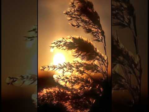 Nə biləydik bu sevginin sonu yox- Nüsrət Kəsəmənli  Musiqi-Dahi ölməz sənətkar Rəmiş