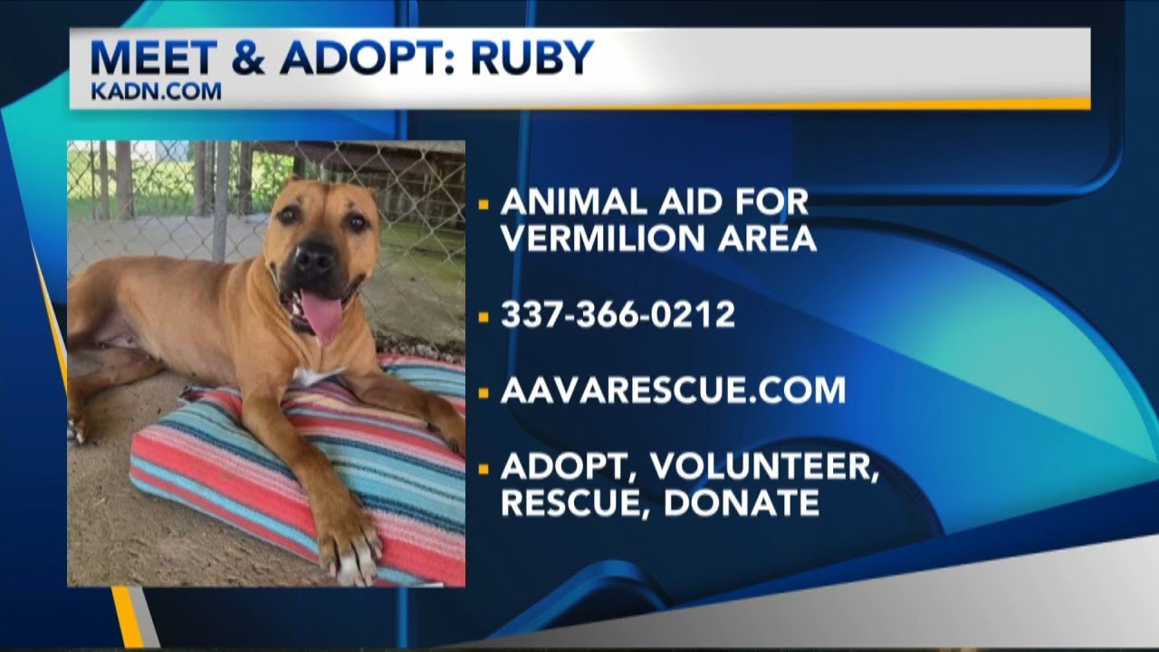 Meet Ruby!! Adopt Ruby!! Animal Aid Vermilion's Weekly Visit!! - YouTube