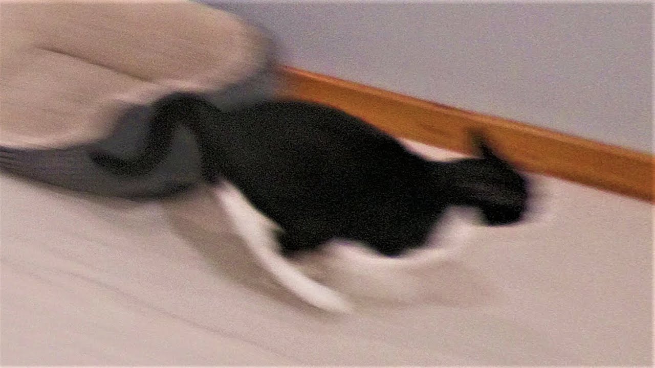 Hyperactive Cat Gif