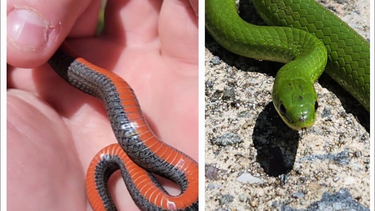 A New Local Spot & Some Poconos Herping!! Stunning Fossorial Snakes ...