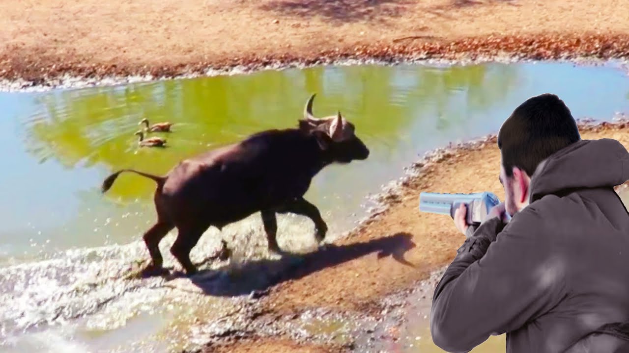 The powerful and rare clips of hunting dangerous predators - YouTube