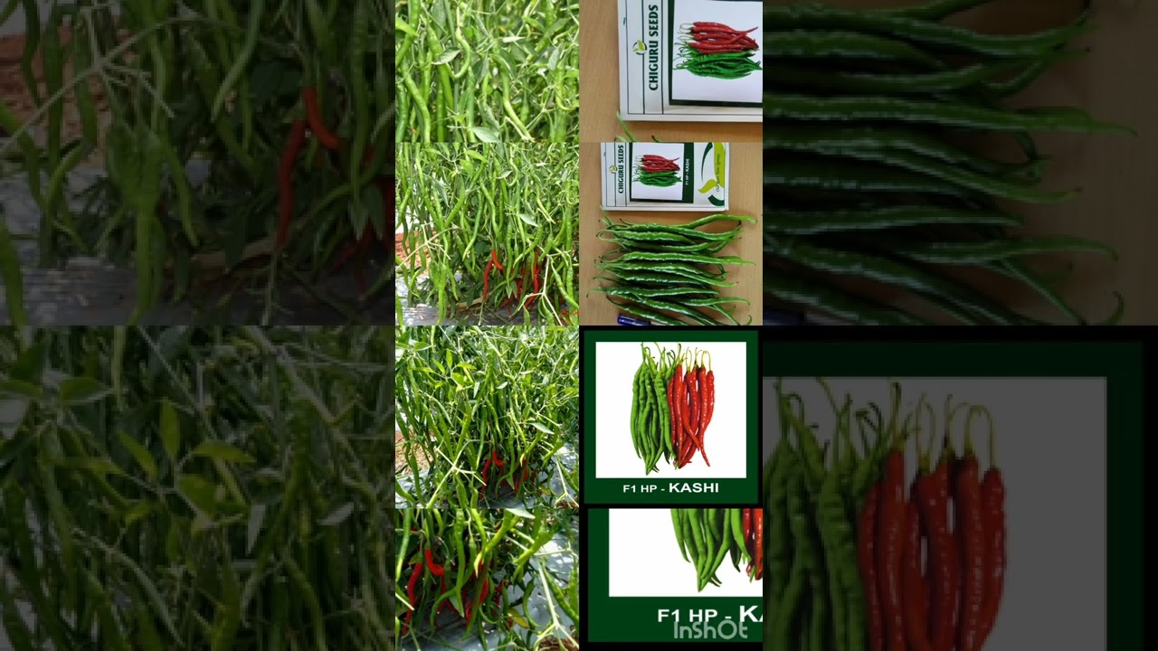 byadagi kaddi chilly - YouTube