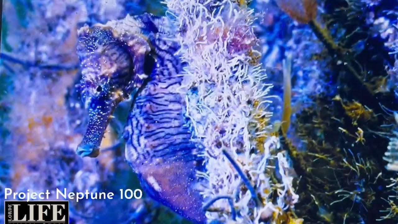 PROJECT NEPTUNE 100- We Shot A SeaHorse! - YouTube