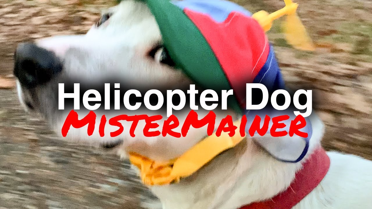 Helicopter Dog?? | MisterMainer - YouTube