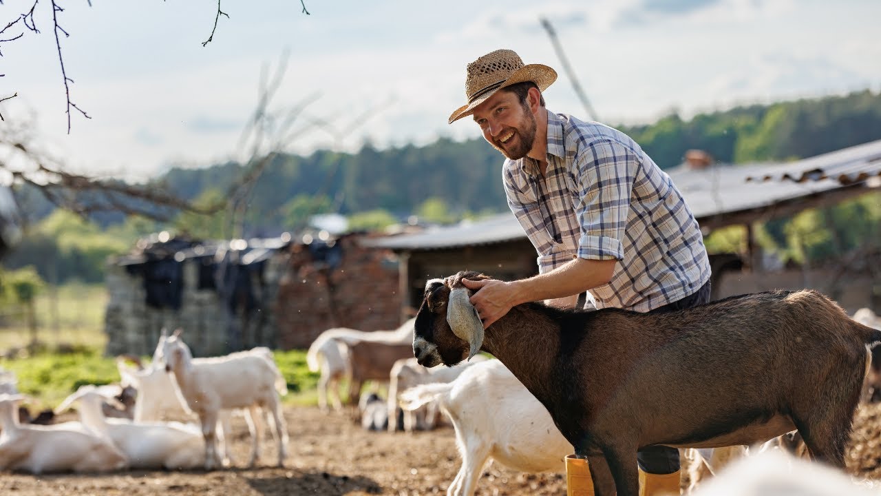 Top 5 Goat Breed for meat - YouTube