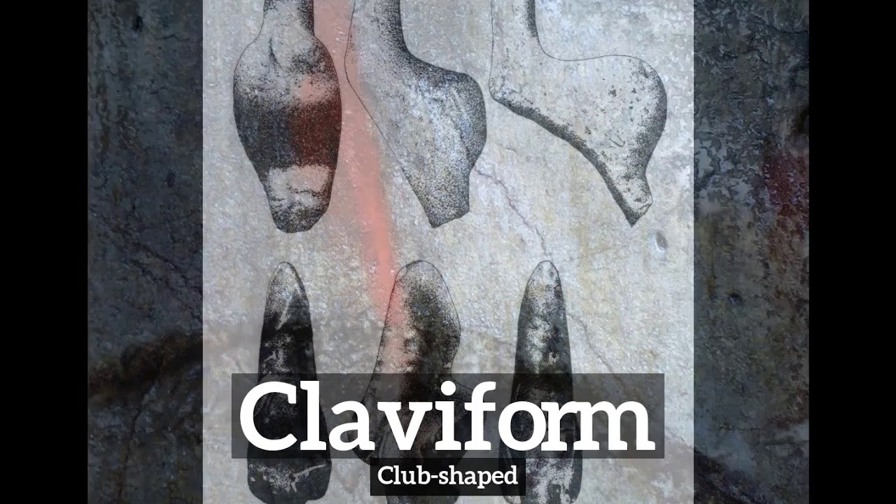 What is Claviform? | How to Say Claviform in English? | How Does ...