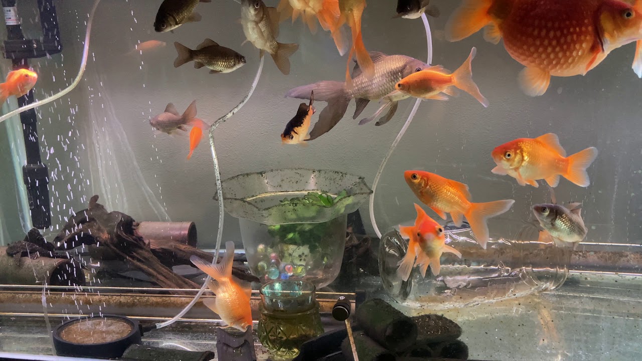 金魚 Goldfish kingyo - YouTube