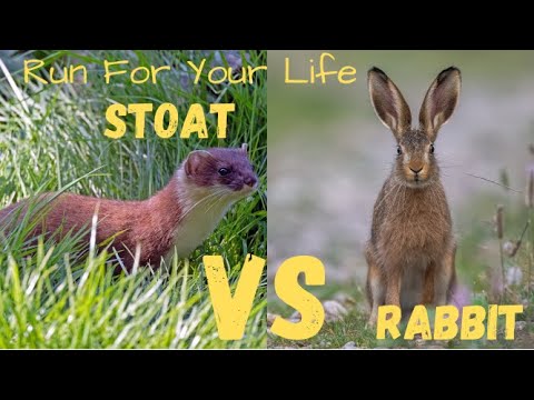 Amazing footage of a Stoat chasing down and killing a Rabbit. Stoat VS ...