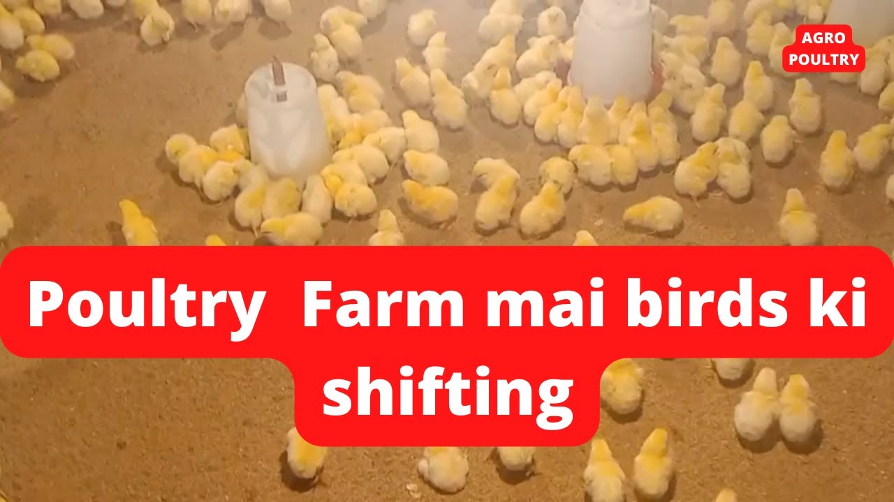 Poultry farm mai shifting - YouTube