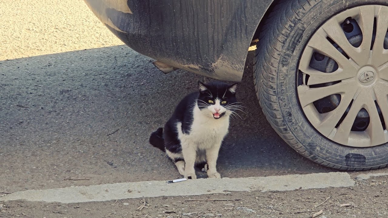 Tuxedo Cat Desperately Begs for Love and Food by the Road 😿 ️ | Love ...