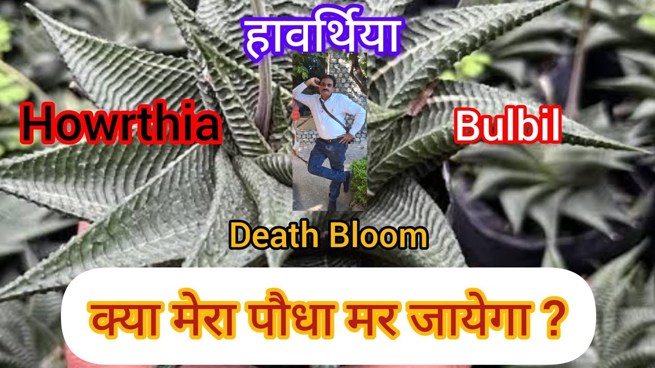 Haworthia Plant Blooming And Care Tips l हावर्थिया पौधे में फूल खिलना ...
