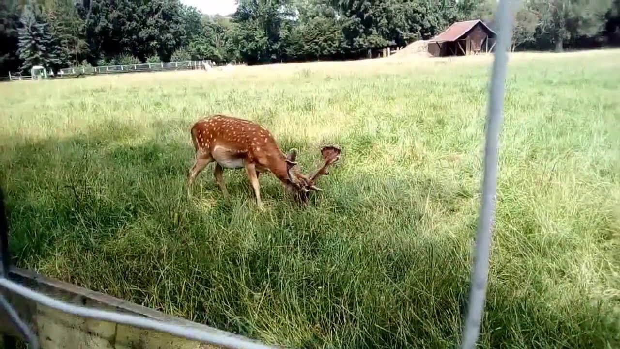 Wildpark in Leipzig Juli 2020 - YouTube
