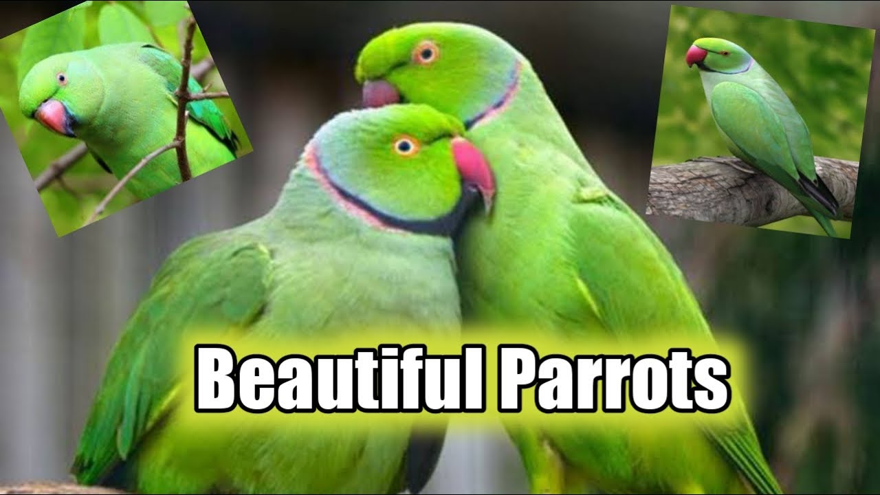 parrot 🦜 video | toty ki awaz | तोता | parrot voice #video #parrots #petsofworld - YouTube