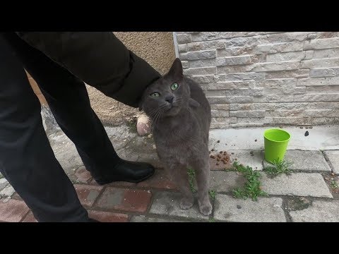 Grey cat is so lovely, she is purring and rubbing for love - YouTube