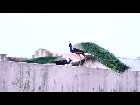 Peacock l Free Stock Footage | No Copyright Videos | Creative Common !