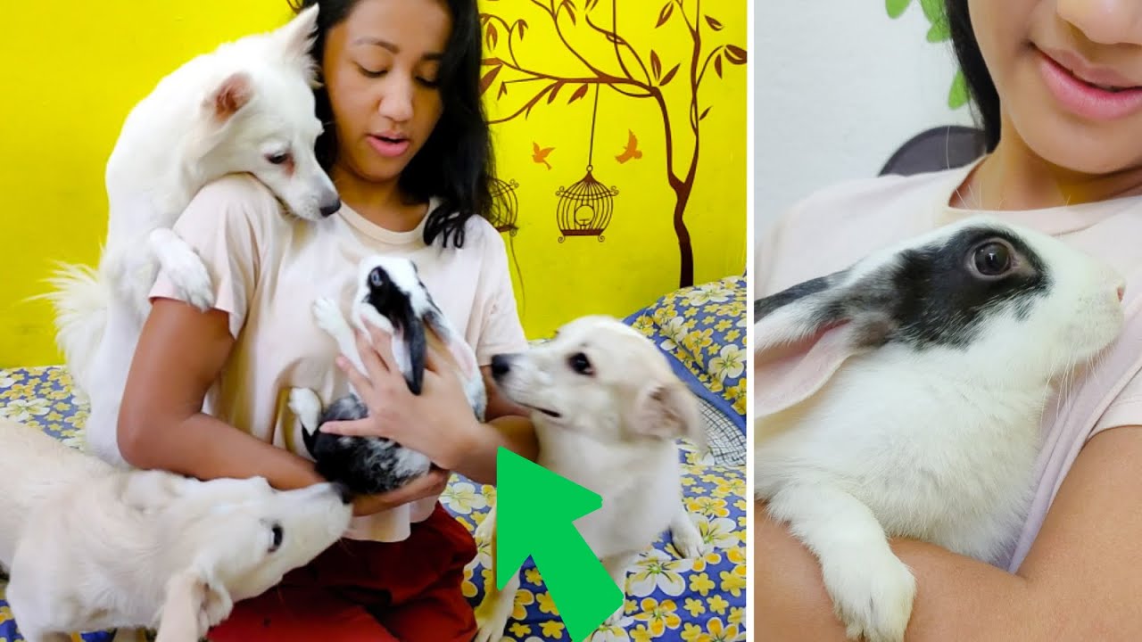 My Pets Meets Cute Rabbit For The First Time | Shocking Reaction 🐰 ...