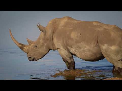 White rhinoceros - Ceratotherium simum, wildlife of Kenya, big five, animals of Africa, rhino baby